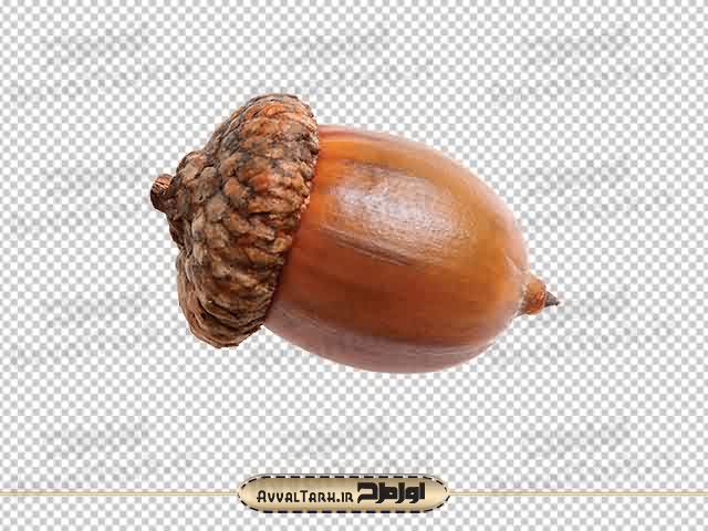 فایل دوربری میوه بلوط :: اول طرح