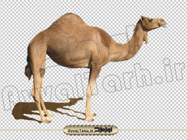 تصویر دوربری شده شتر :: اول طرح