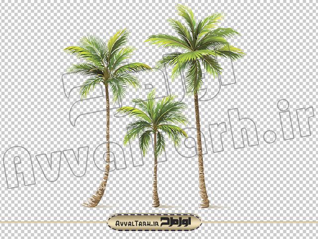 تصویر لایه باز درخت نخل :: اول طرح