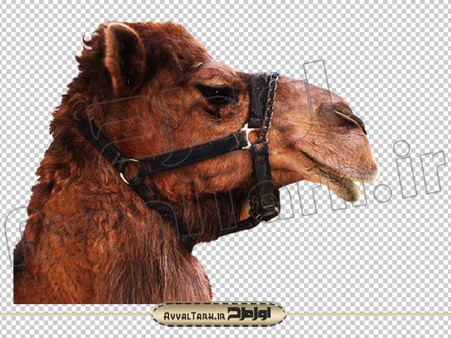 دانلود عکس دوربری شده سر شتر :: اول طرح