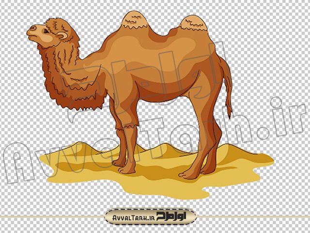 وکتور با کیفیت شتر ایستاده دو کوهان :: اول طرح