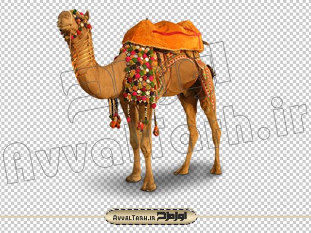 دانلود تصویر دوربری شده شتر ایستاده با تزئینات :: اول طرح